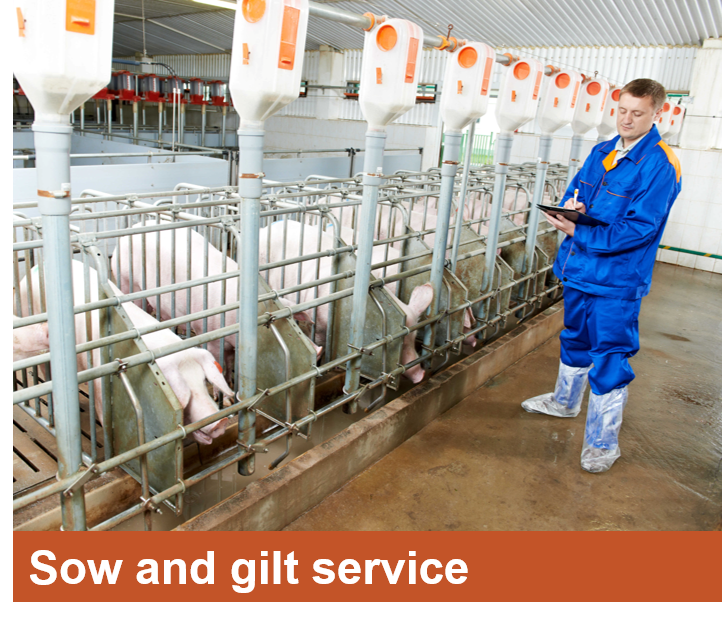 Alltech Pig Knowledge Hub - Service area
